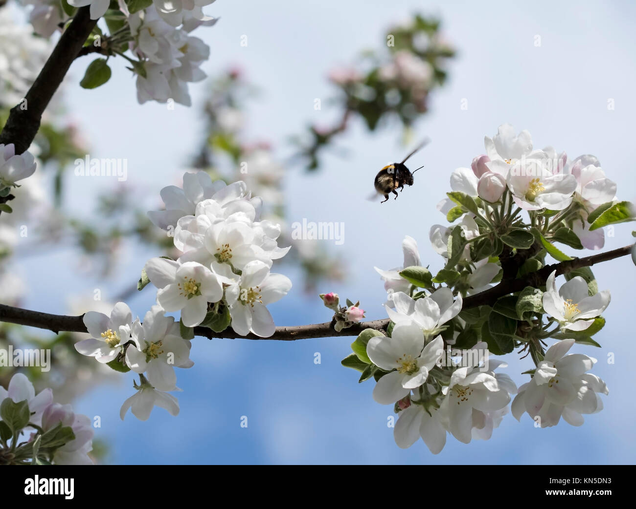 flower on the tree, flowering tree Stock Photo - Alamy