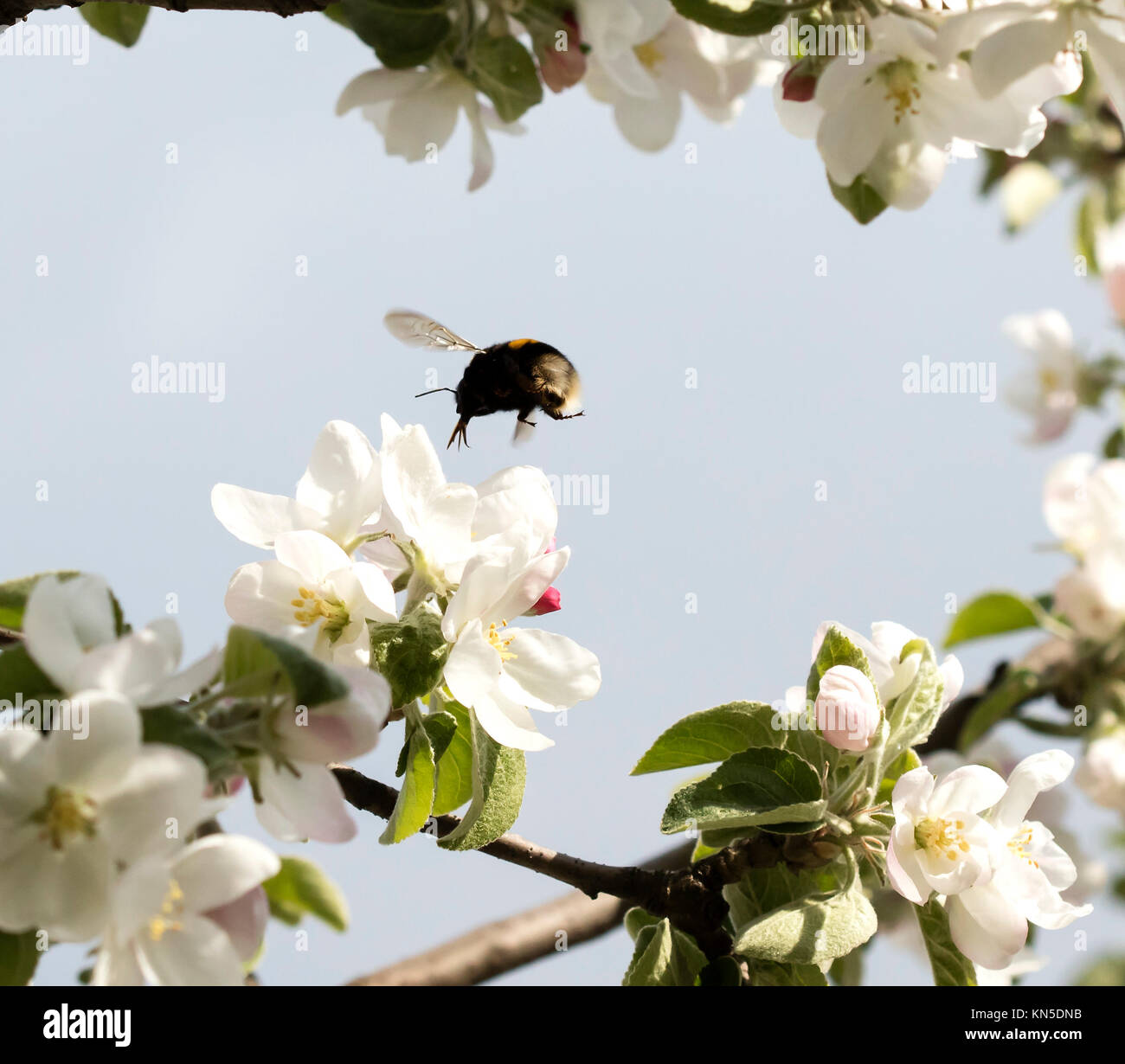 flower on the tree, flowering tree Stock Photo - Alamy