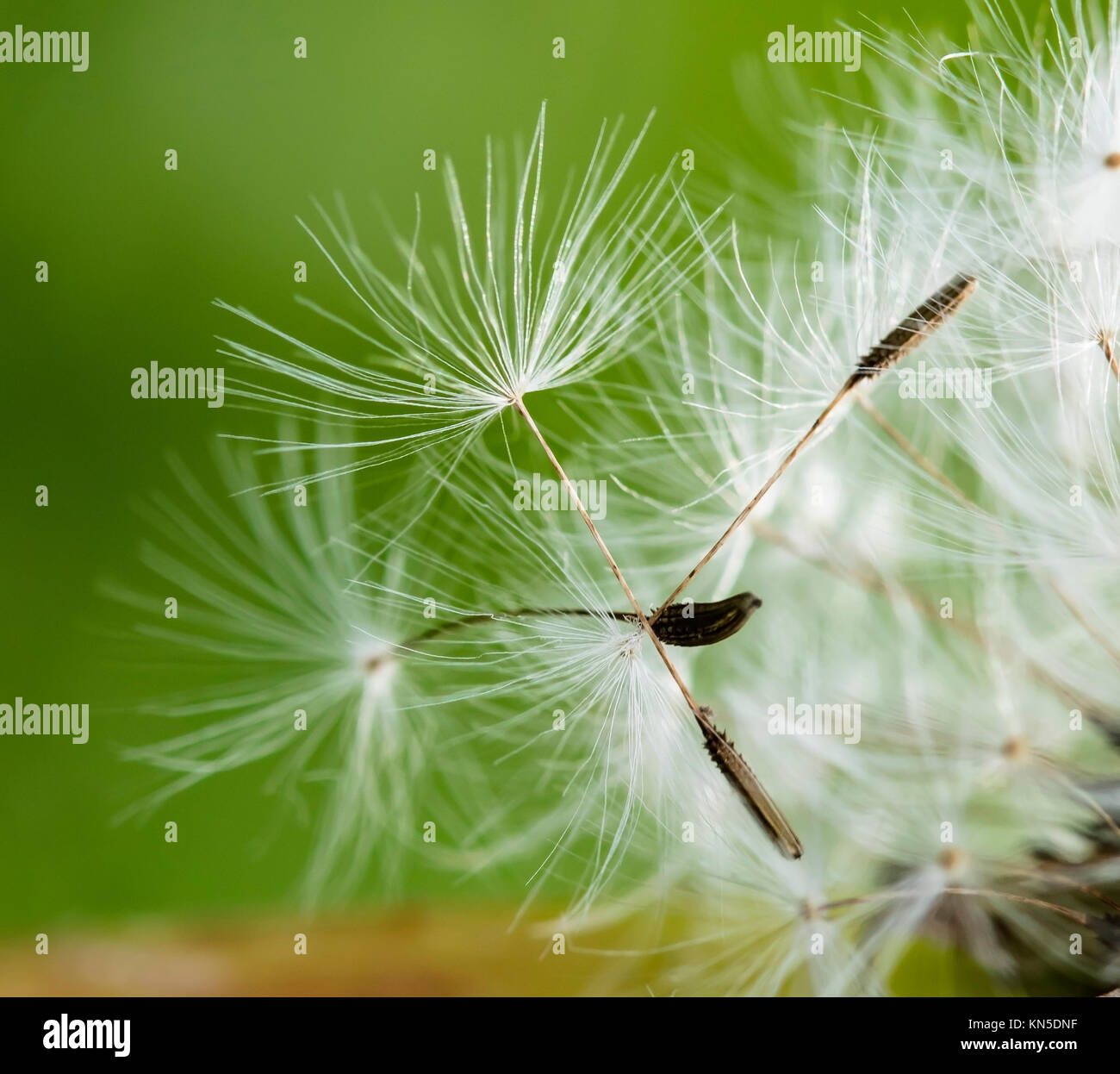 meadow dandelion flowers, nature background Stock Photo - Alamy