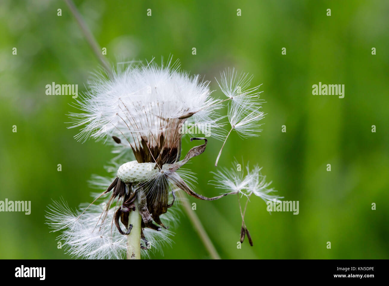 meadow dandelion flowers, nature background Stock Photo - Alamy