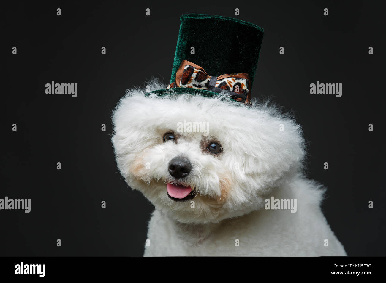 beautiful bichon frisee dog in hat sitting over black background. copy ...