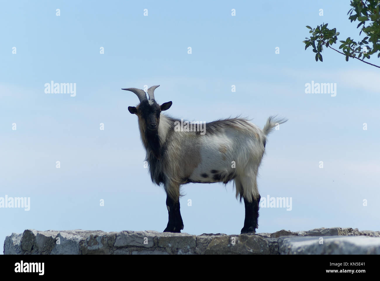 black and grey billy goat standing on a rock against a blue sky in ...