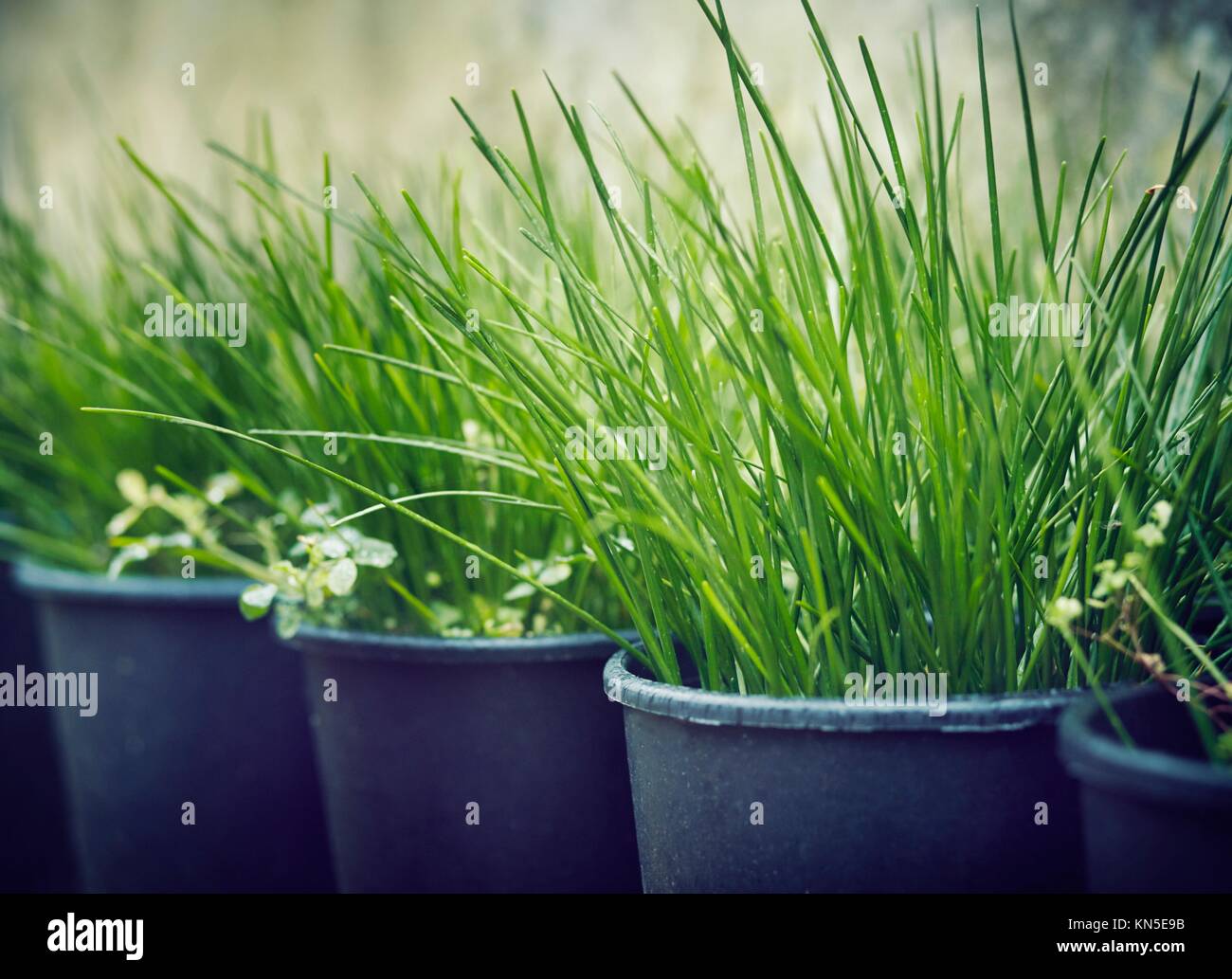 Grass seedling garden hi-res stock photography and images - Alamy