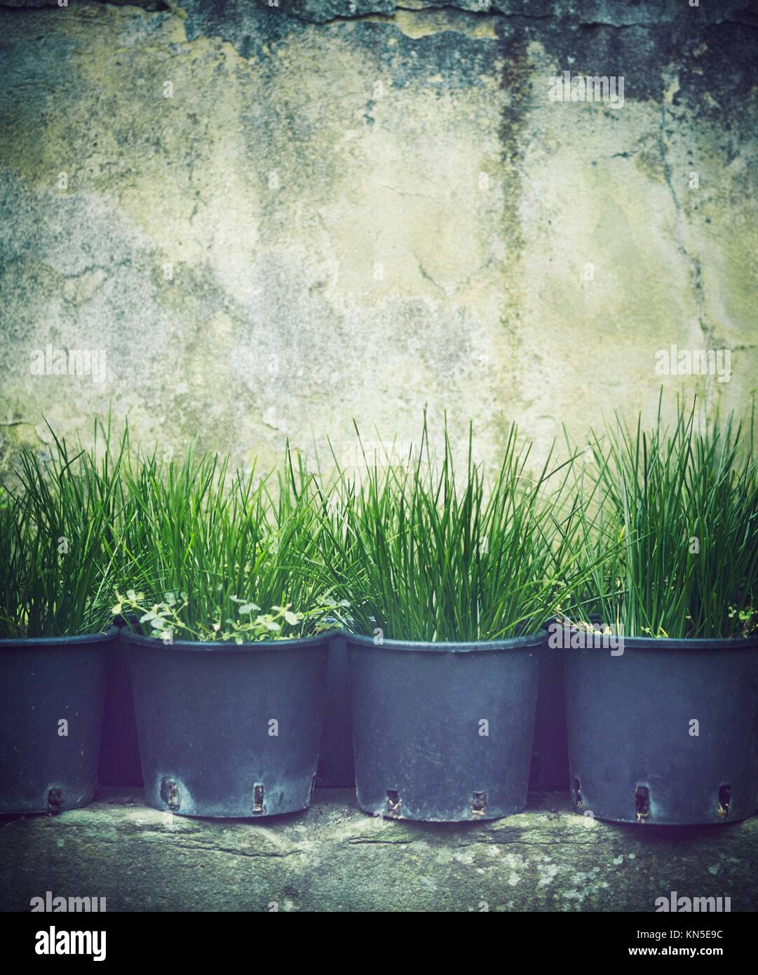 Grass seedling garden hi-res stock photography and images - Alamy