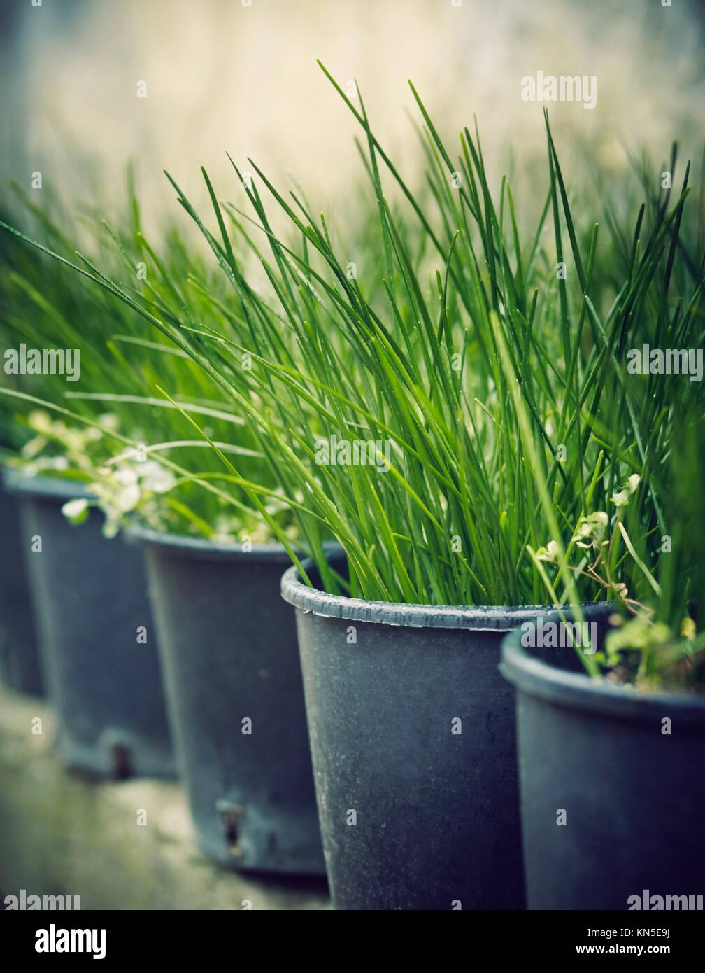 Rows of grass hi-res stock photography and images - Alamy