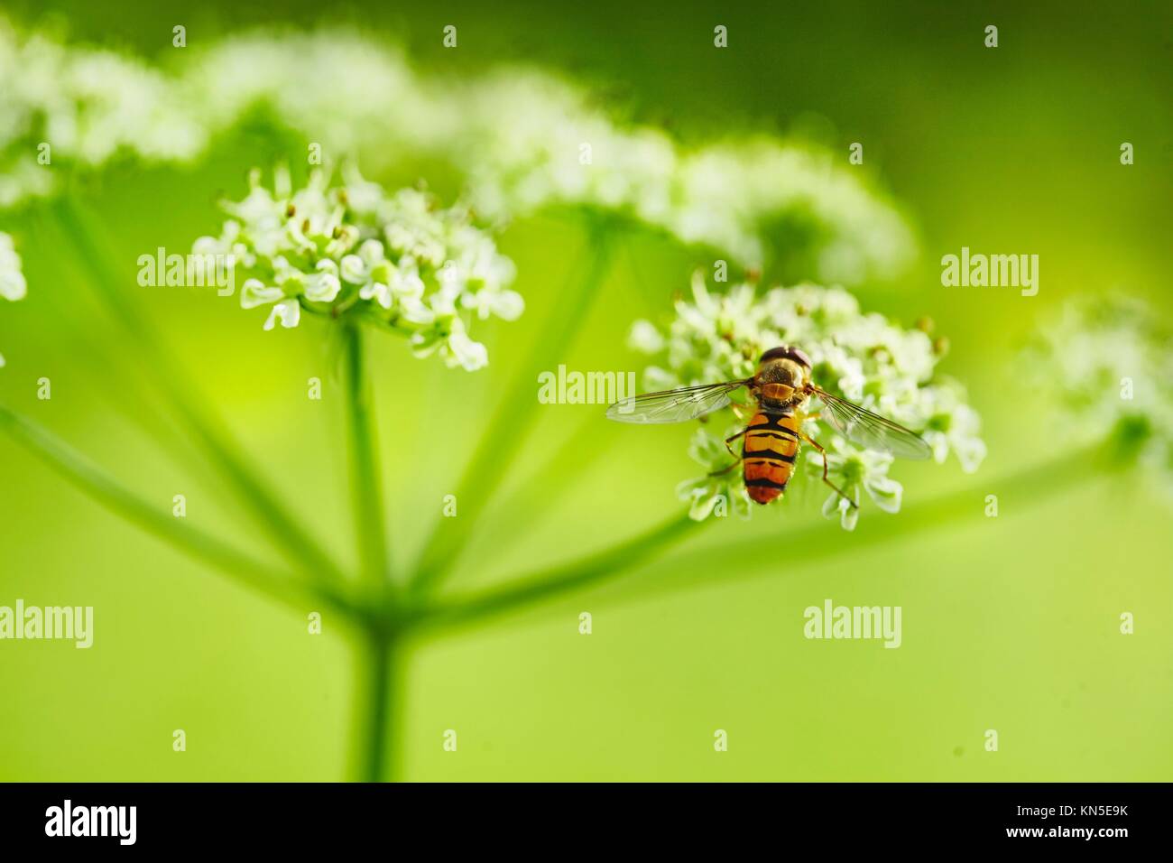 Dill wild hi-res stock photography and images - Alamy