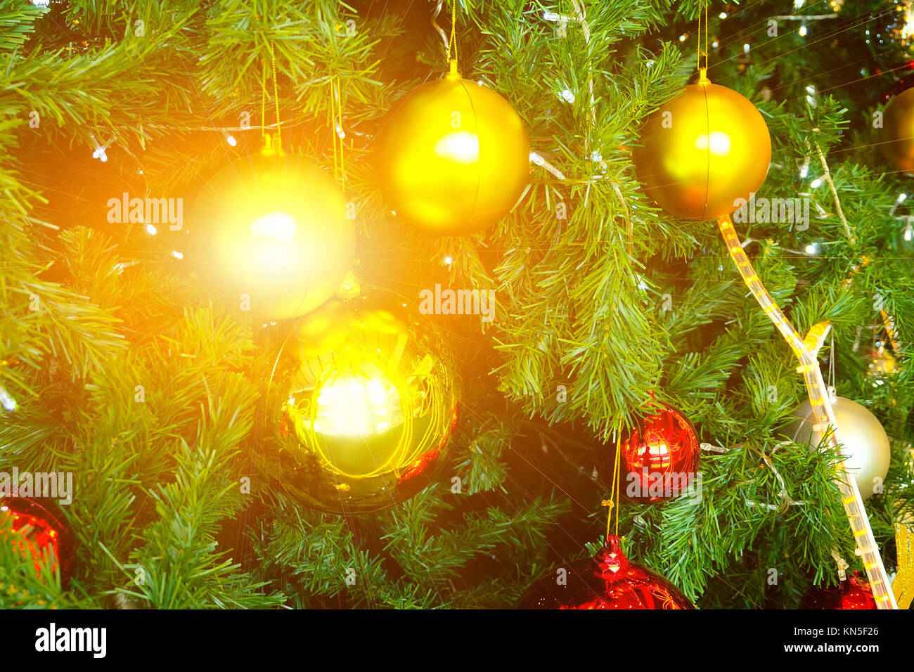 Closeup young fir tree hi-res stock photography and images - Alamy