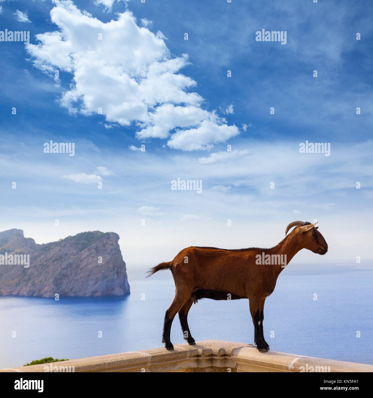 Majorca goat in Formentor Cape Lighthouse at Mallorca Stock Photo - Alamy