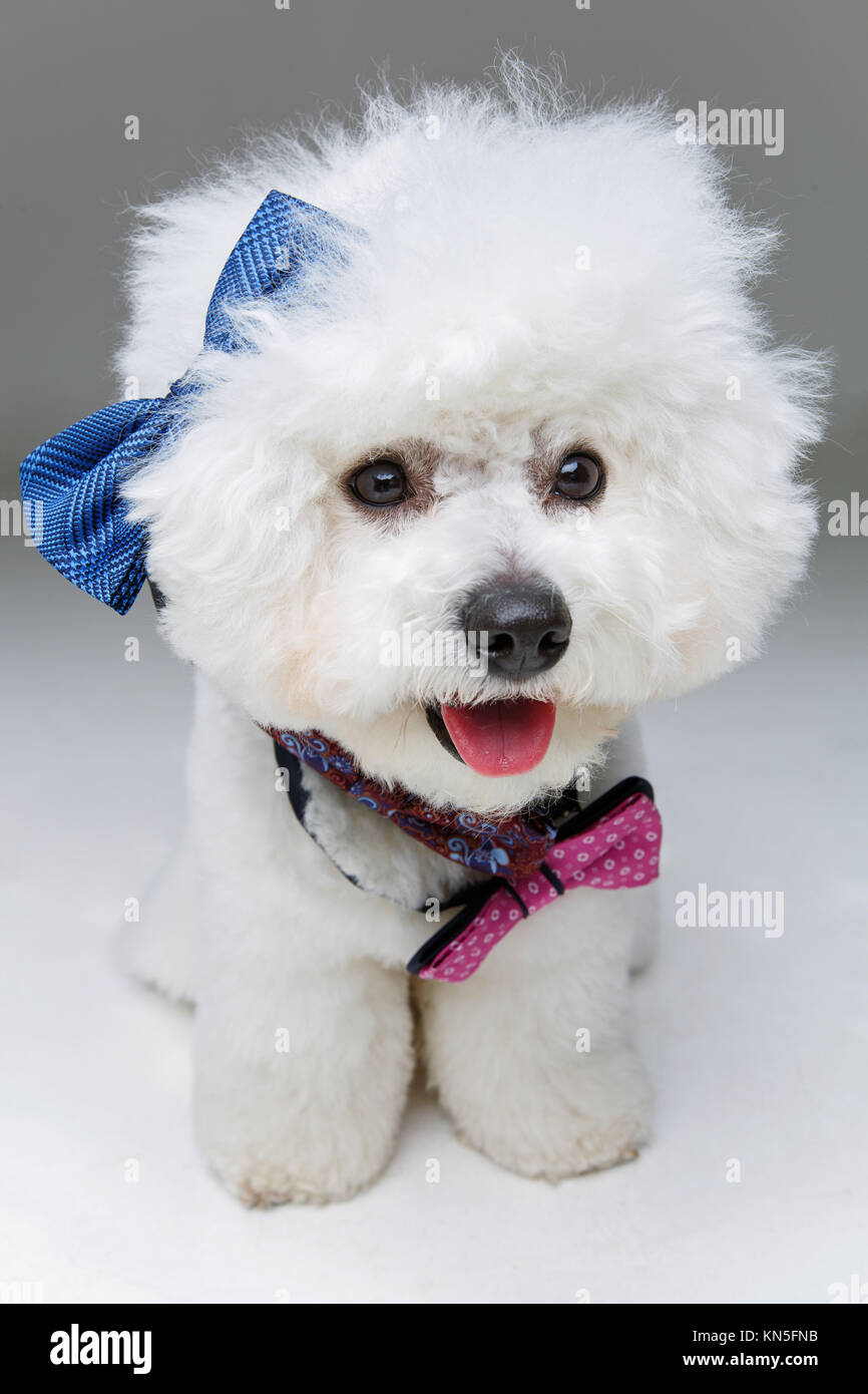 beautiful bichon frisee dog in many bow ties sitting over grey ...