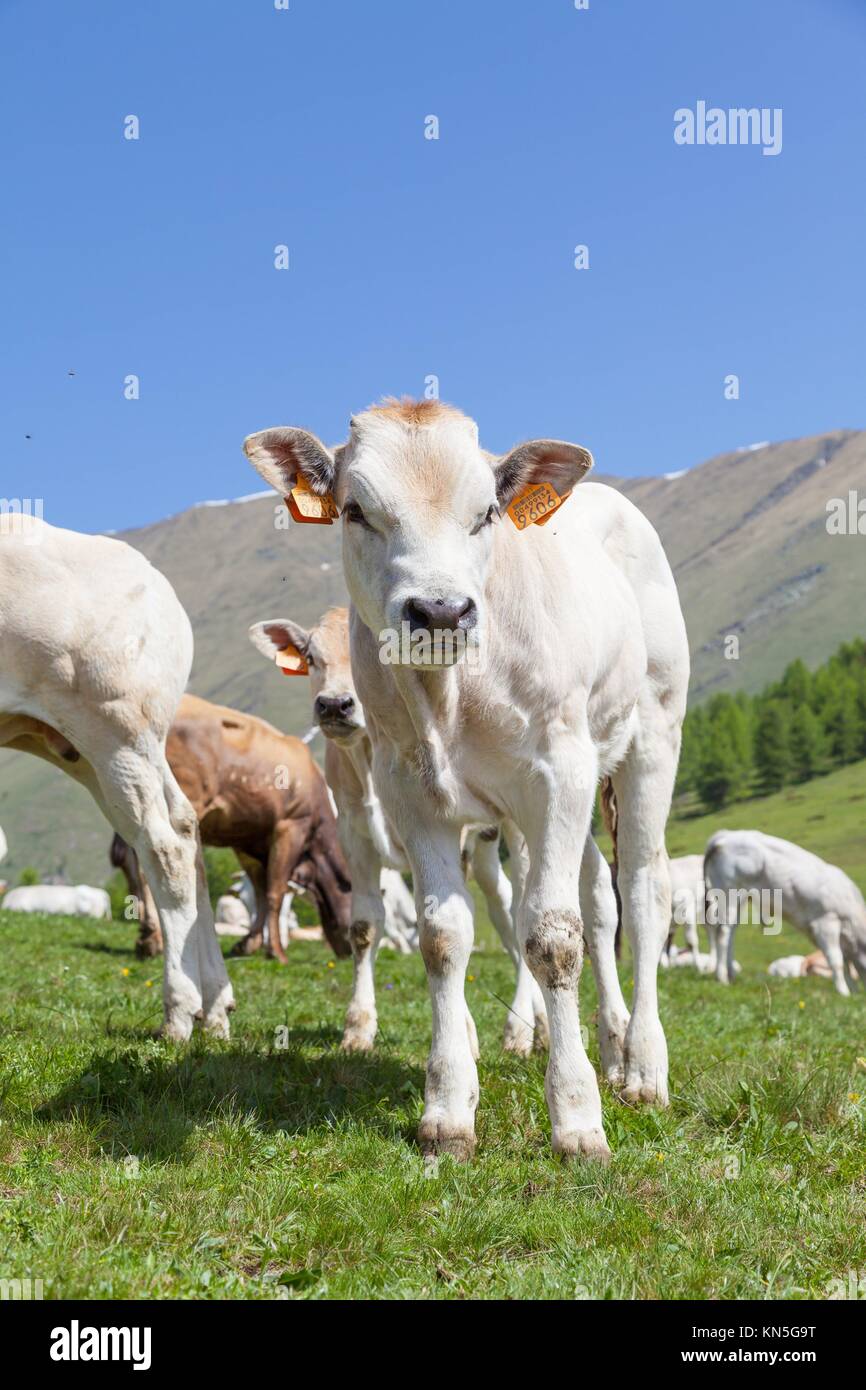 Adult Cows High Resolution Stock Photography and Images - Alamy