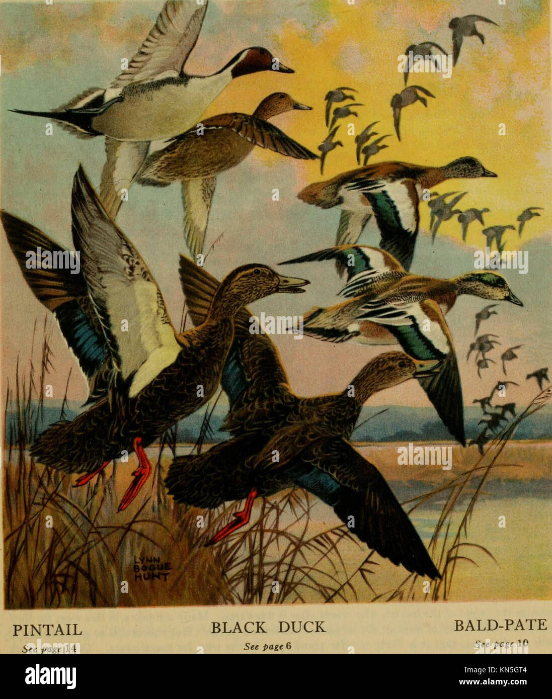 Habits of hunting hi-res stock photography and images - Alamy