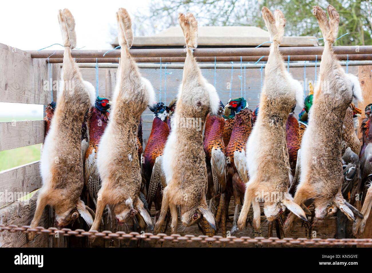 Catch wild animals hi-res stock photography and images - Alamy