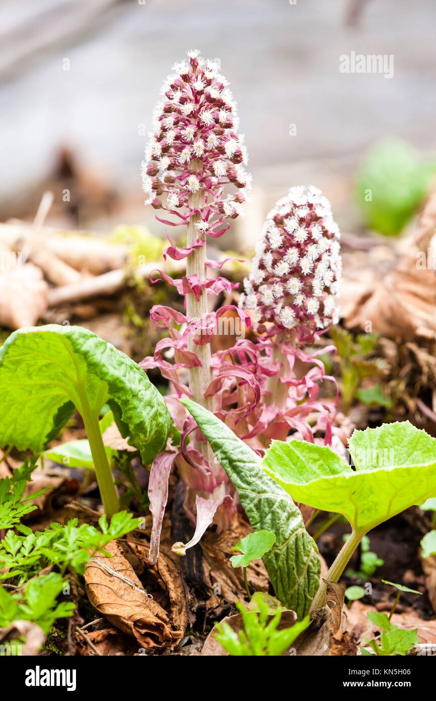 Butterbur Plant High Resolution Stock Photography and Images - Alamy
