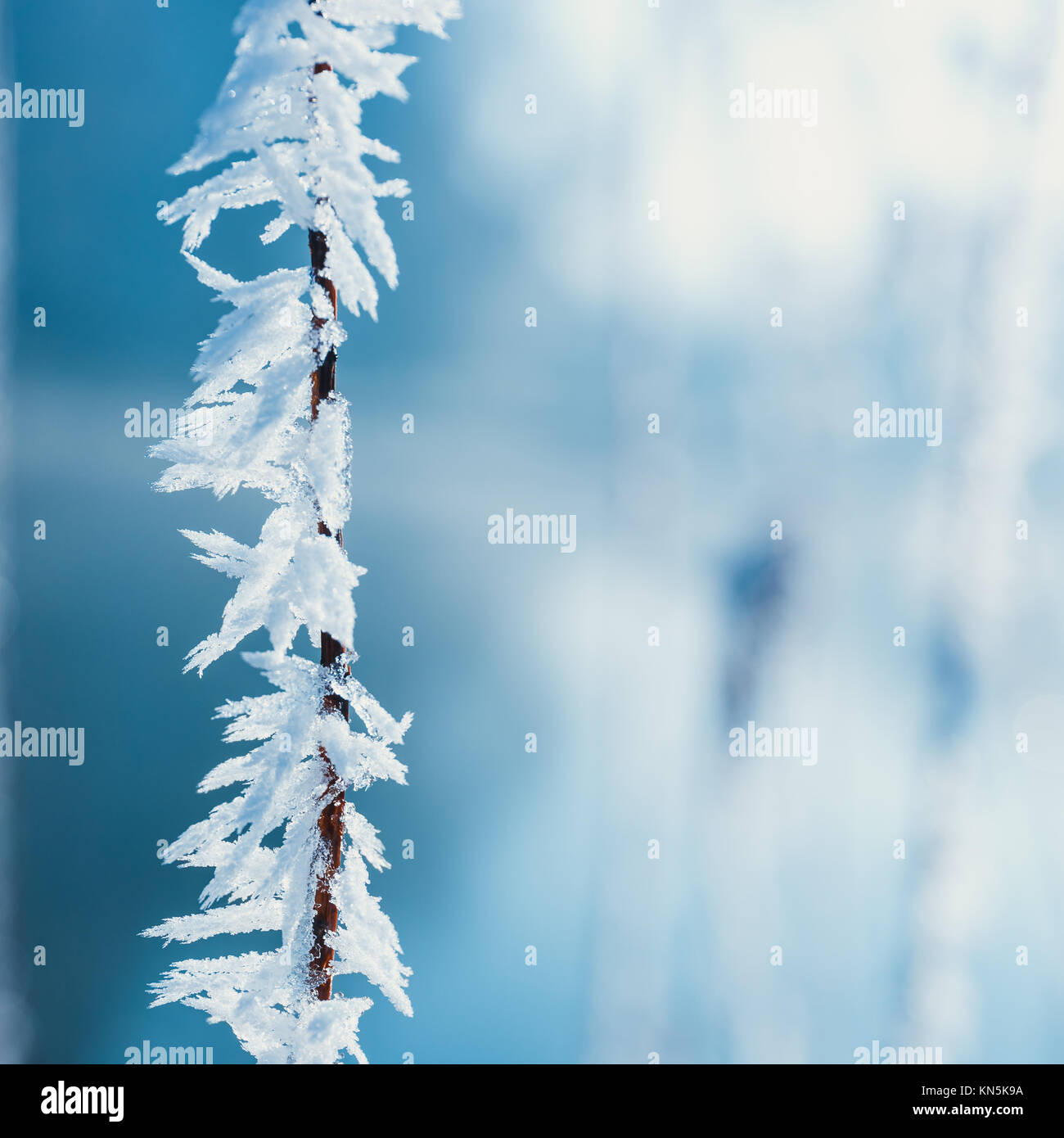 Icy grass macro view hi-res stock photography and images - Alamy