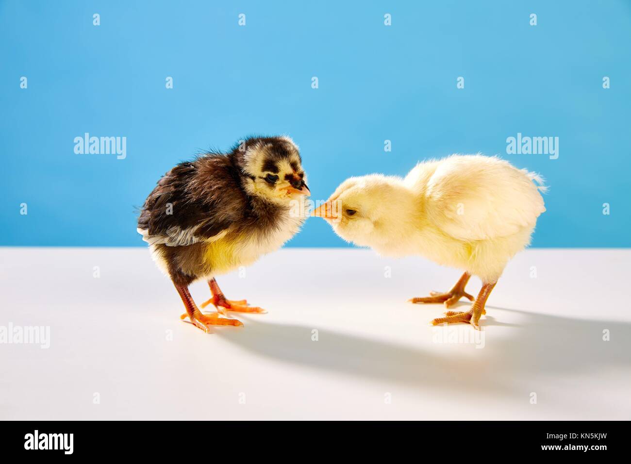 Black and yellow chicks hi-res stock photography and images - Alamy