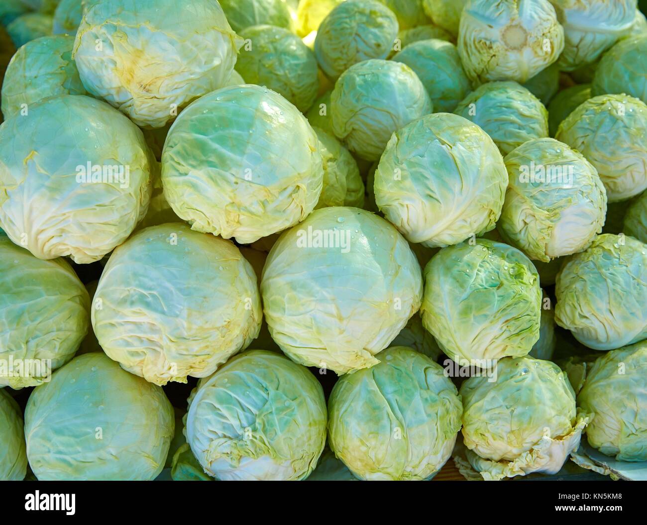 Cabbage pattern hi-res stock photography and images - Alamy
