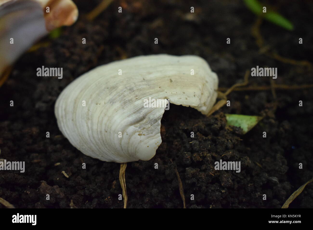 the broken shell Stock Photo - Alamy