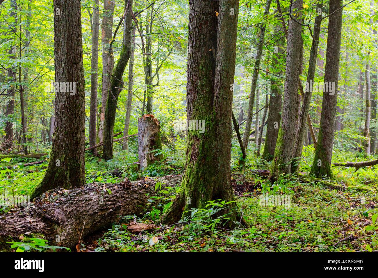 Alder Carr Woodland High Resolution Stock Photography and Images - Alamy