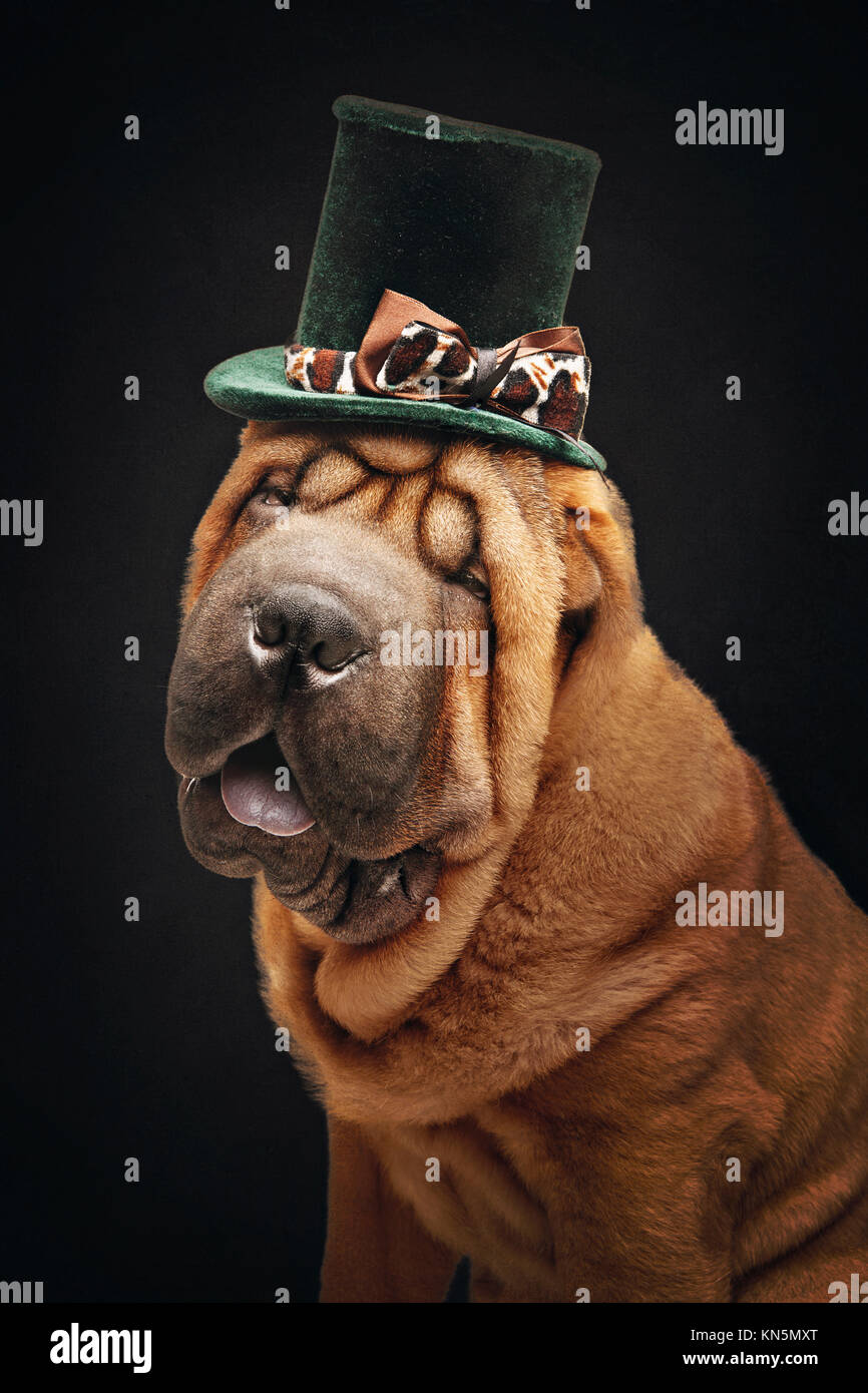 beautiful shar pei puppy in fancy tall hat isolated on black background ...