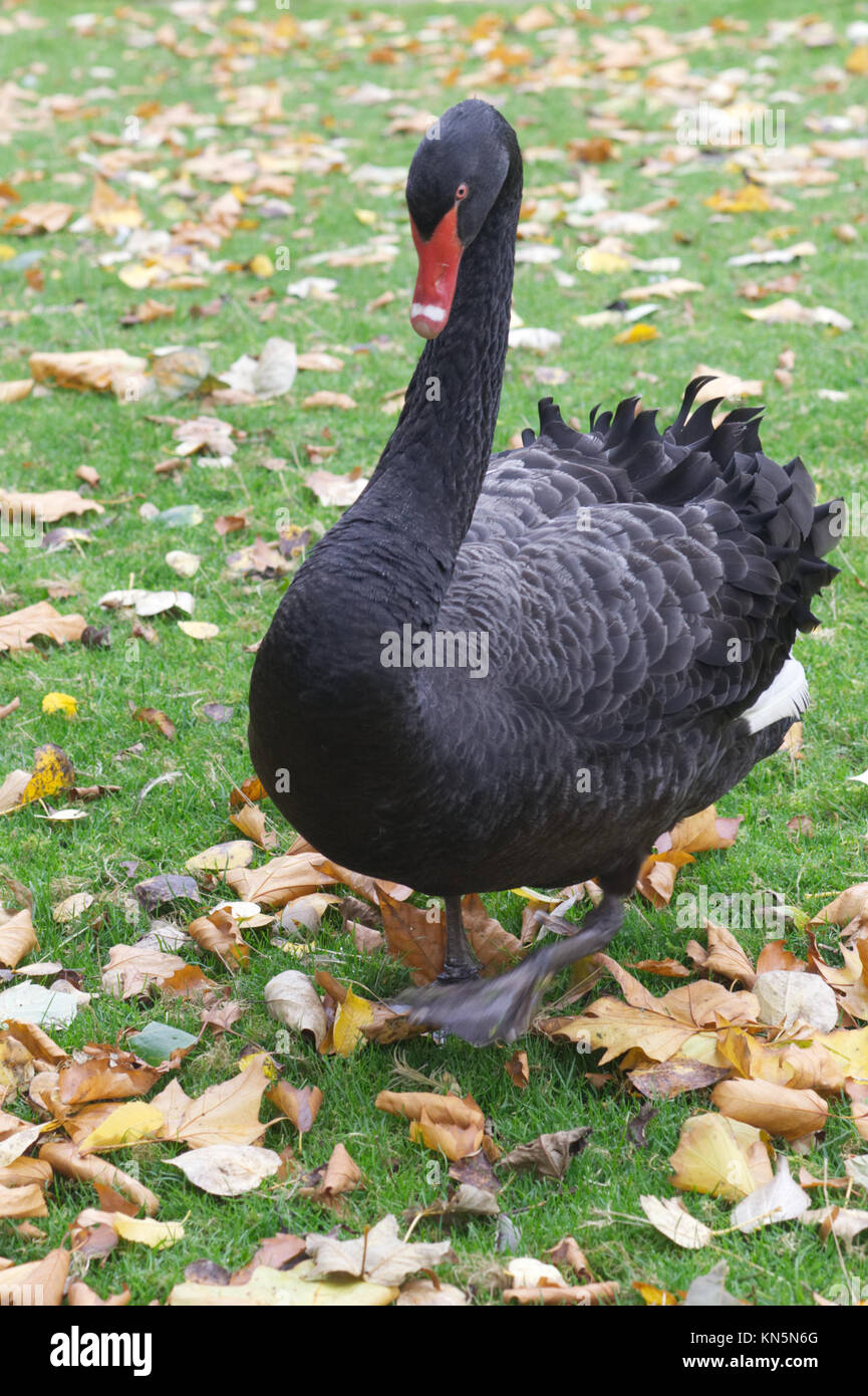 Animal bird swan birds feet hi-res stock photography and images - Alamy