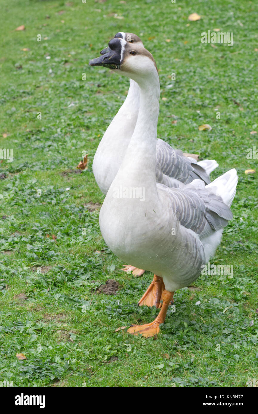 Animals knob goose hi-res stock photography and images - Alamy