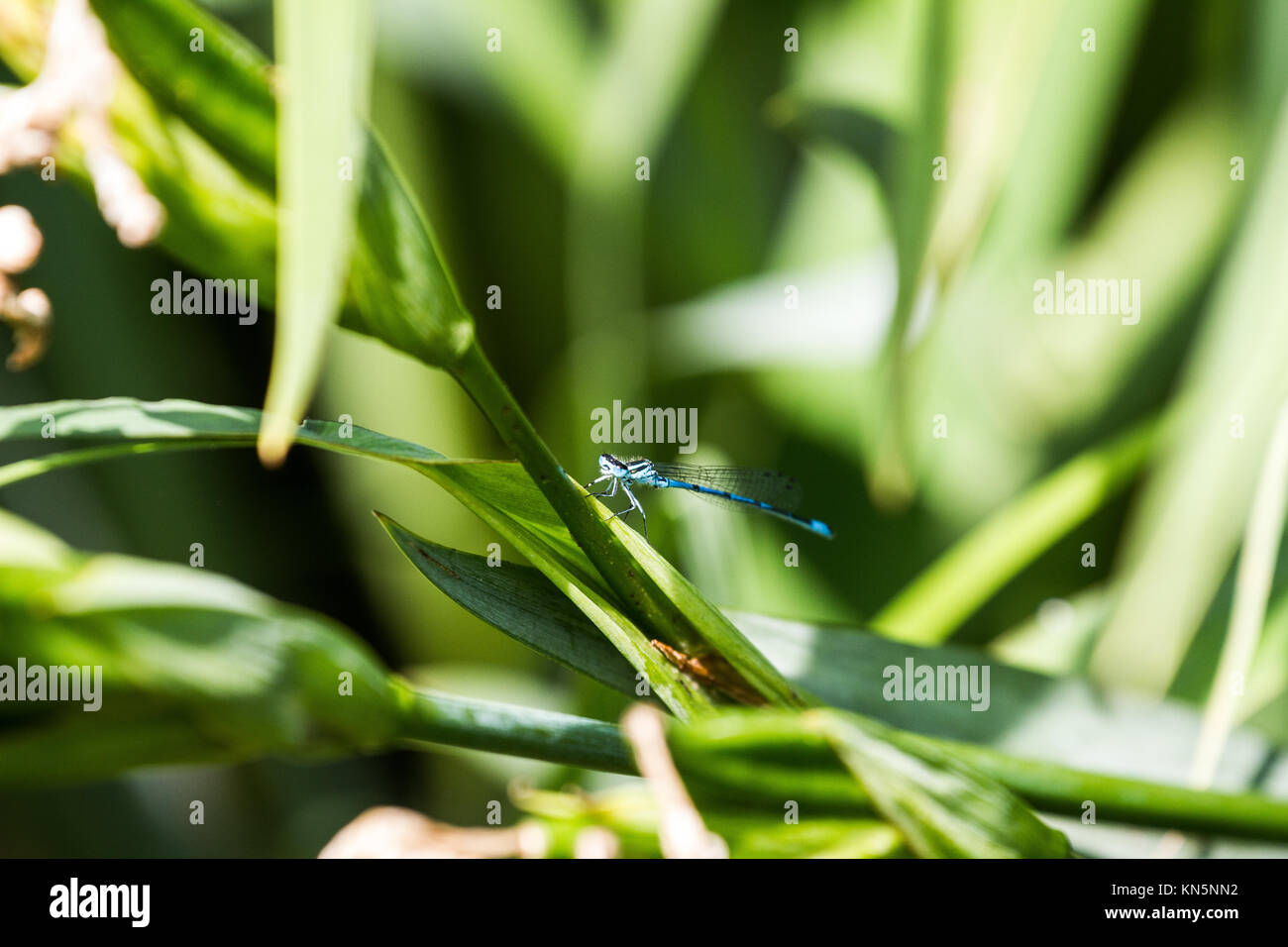 Dragonfly habitat hi-res stock photography and images - Alamy