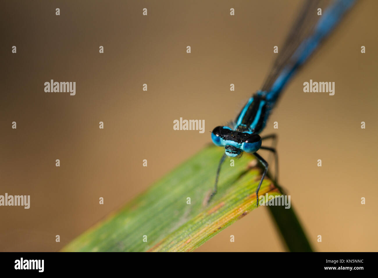 Dragonfly in its natural habitat Stock Photo - Alamy