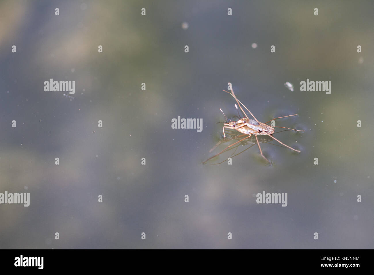 Waterbug hi-res stock photography and images - Alamy