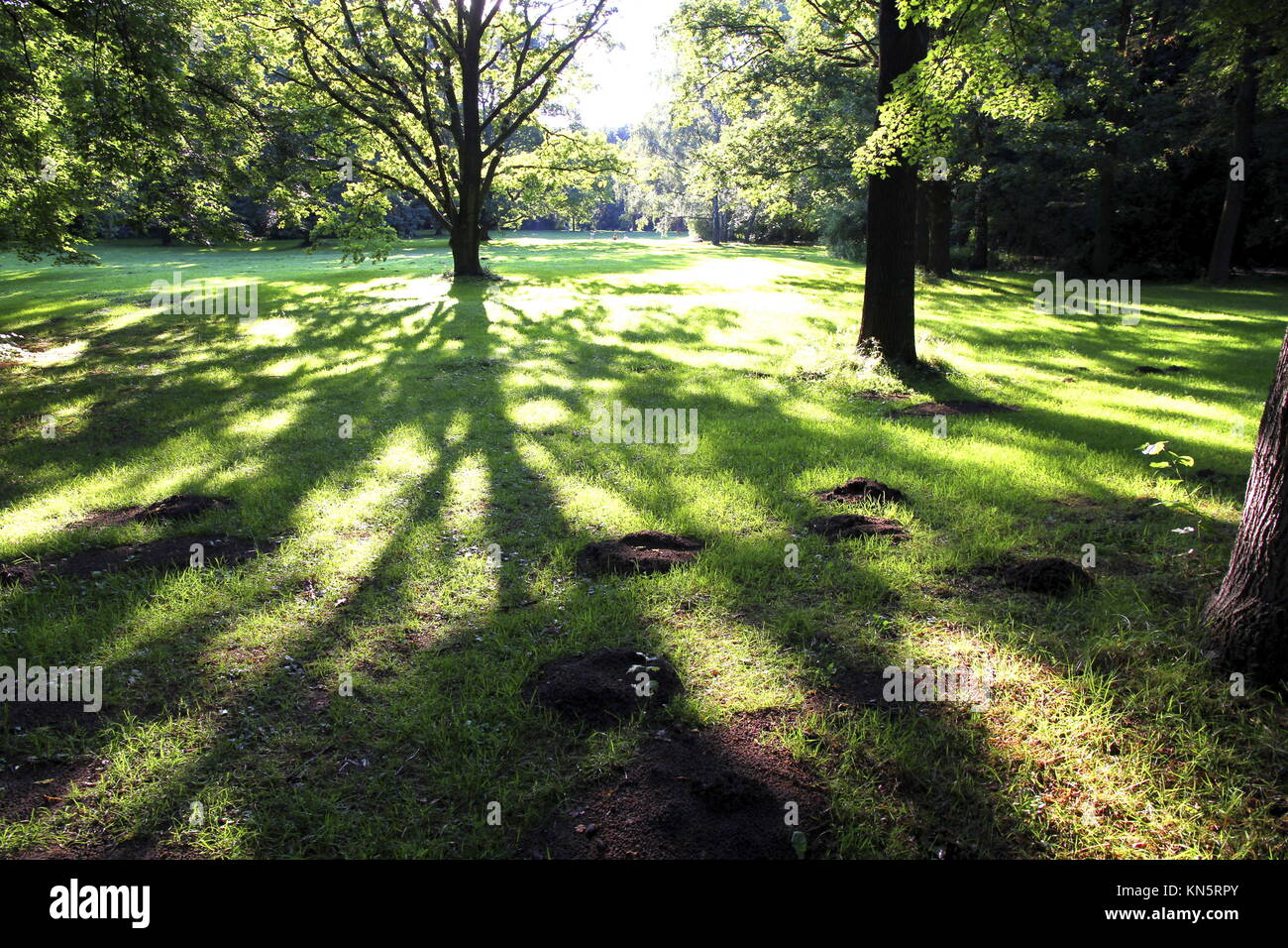 Large tree casting shadow hi-res stock photography and images - Alamy