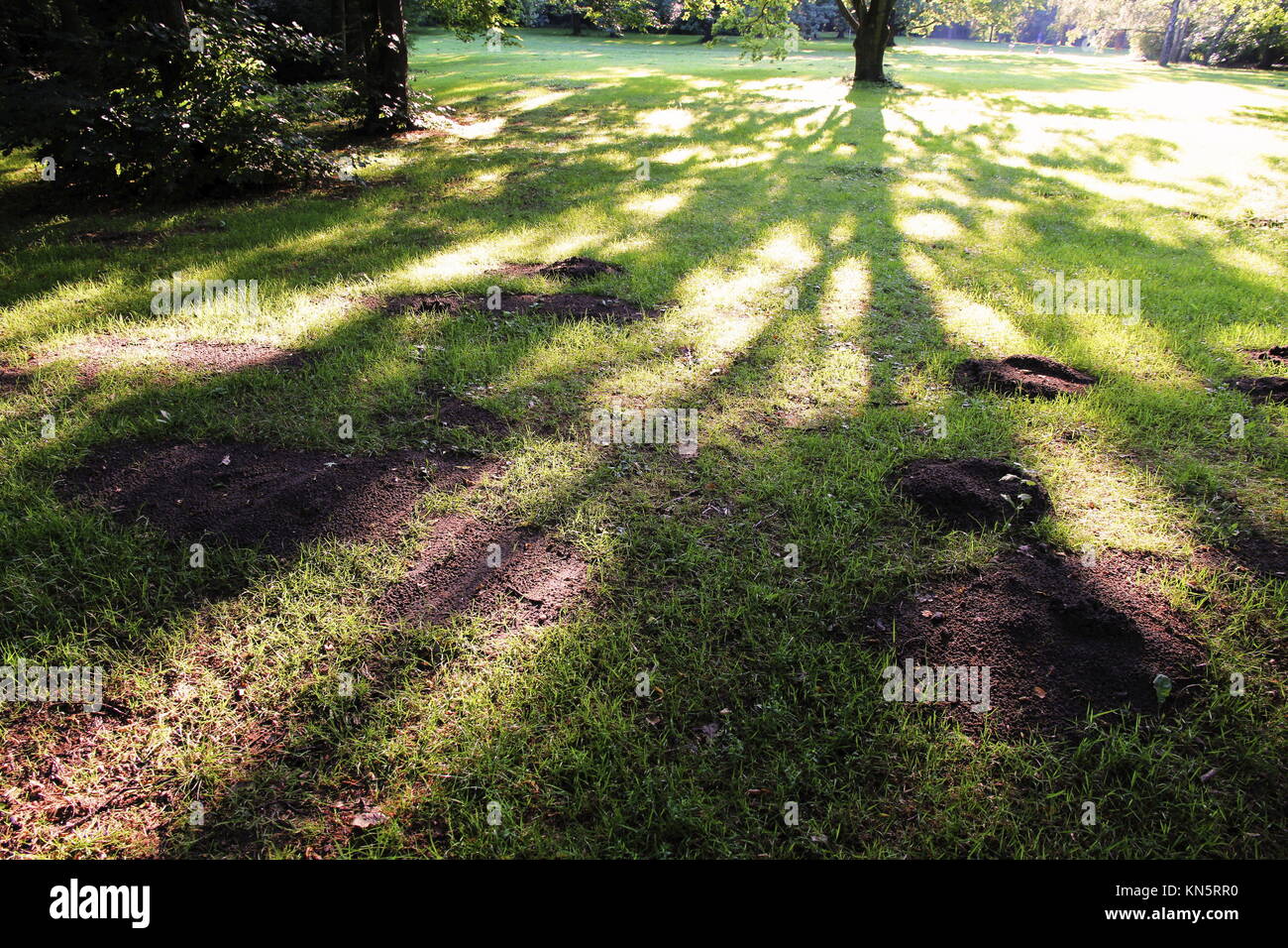 Large tree casting shadow hi-res stock photography and images - Alamy