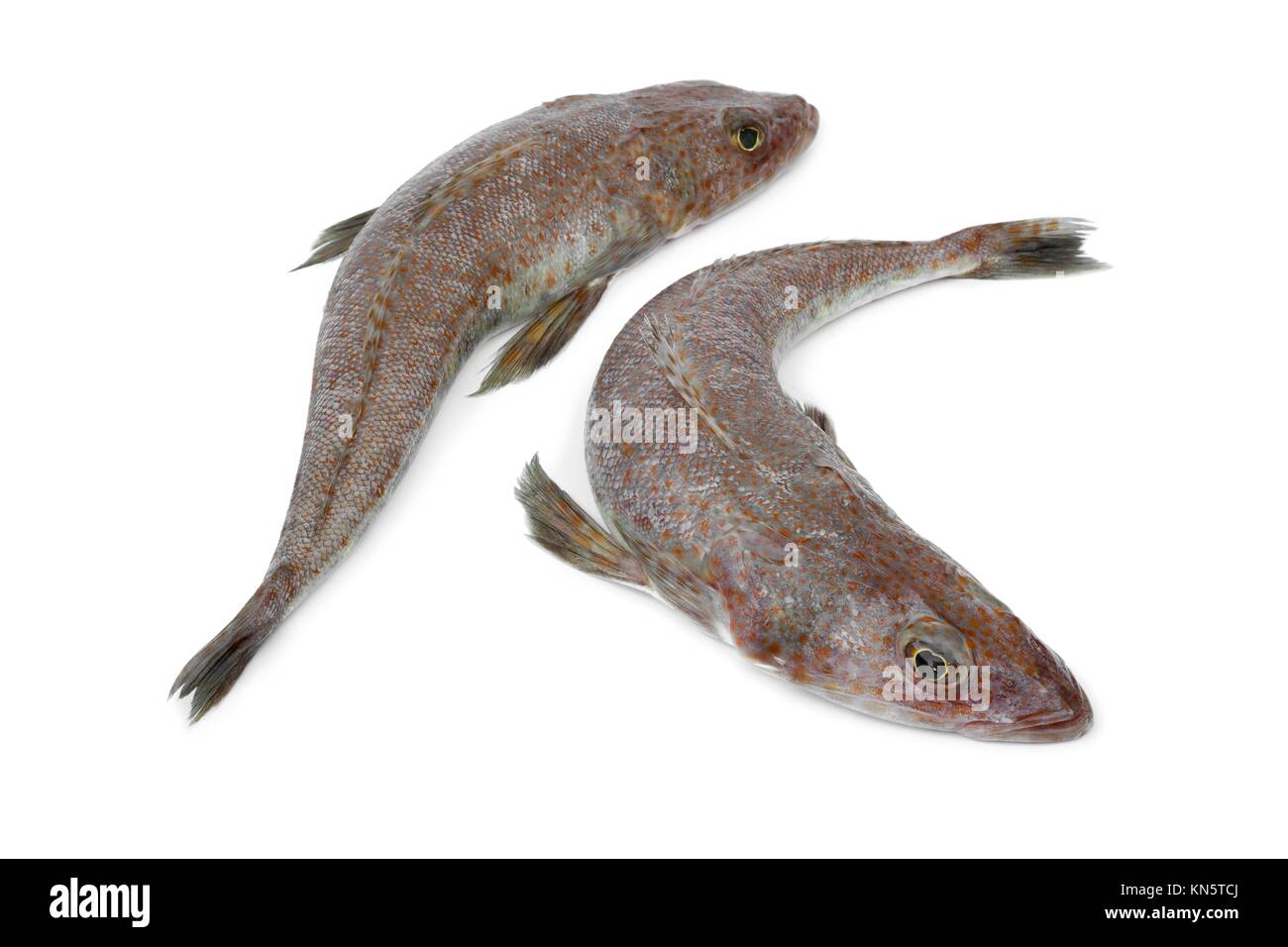 Flathead Fish Stock Photos & Flathead Fish Stock Images - Alamy