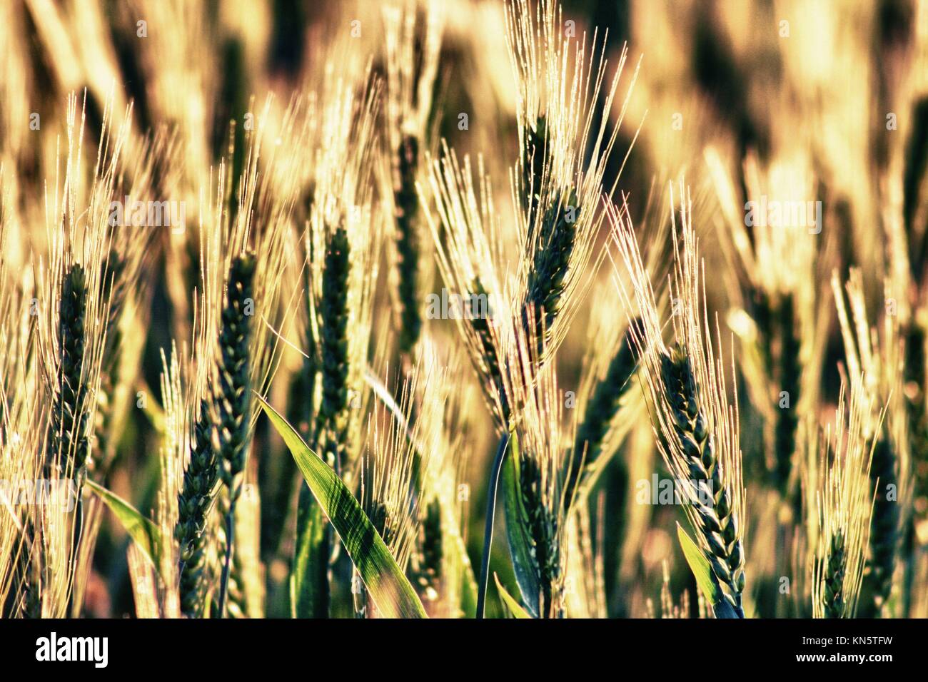 Young plant of wheat hi-res stock photography and images - Alamy