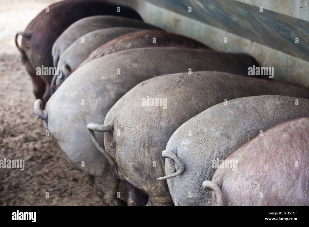 Pigs running free hi-res stock photography and images - Alamy