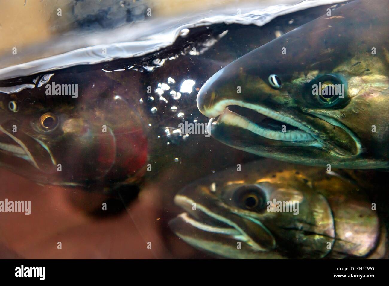 Chinook salmon fish scales hi-res stock photography and images - Alamy