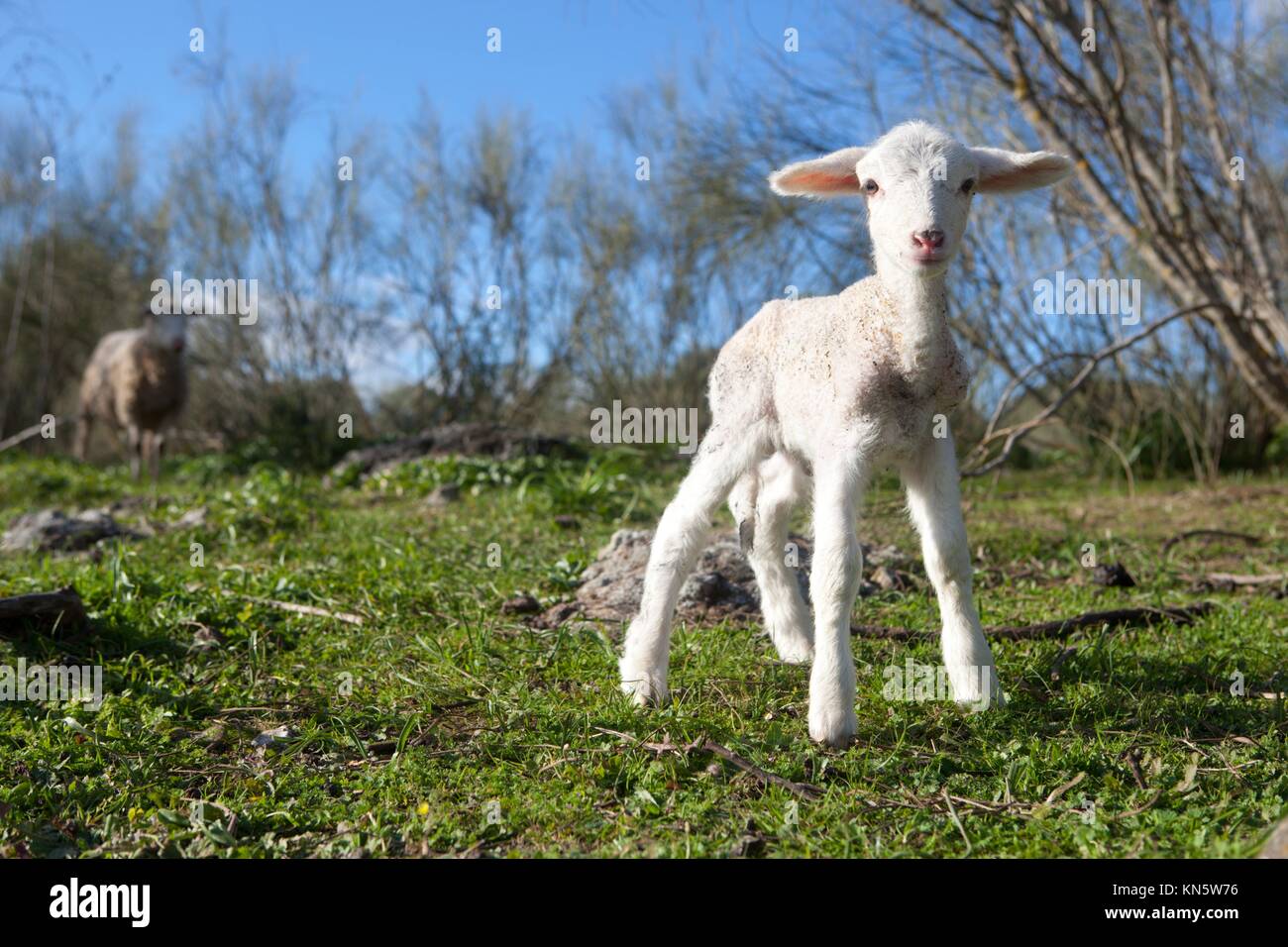 White Baby Sheep High Resolution Stock Photography and Images - Alamy