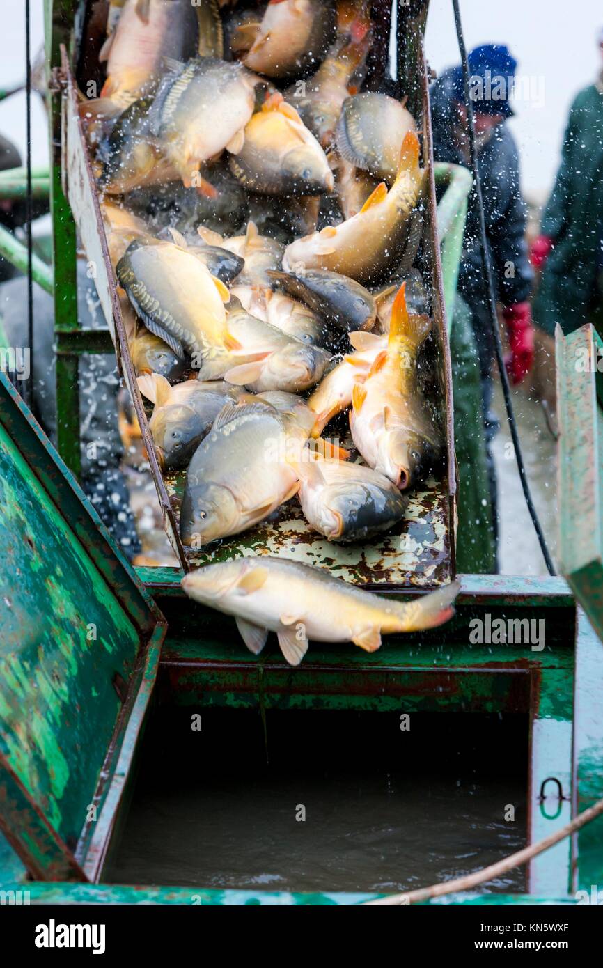 Fish harvesting fish hi-res stock photography and images - Alamy
