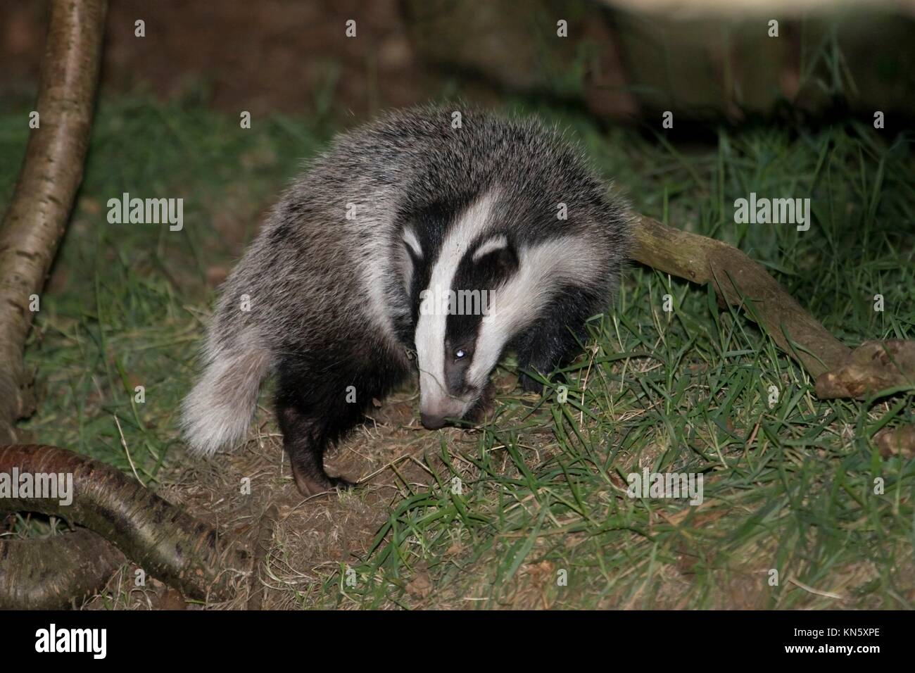 Predator species hi-res stock photography and images - Alamy