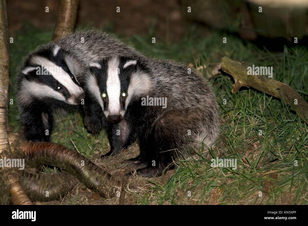 European badger, Netherlands Stock Photo - Alamy