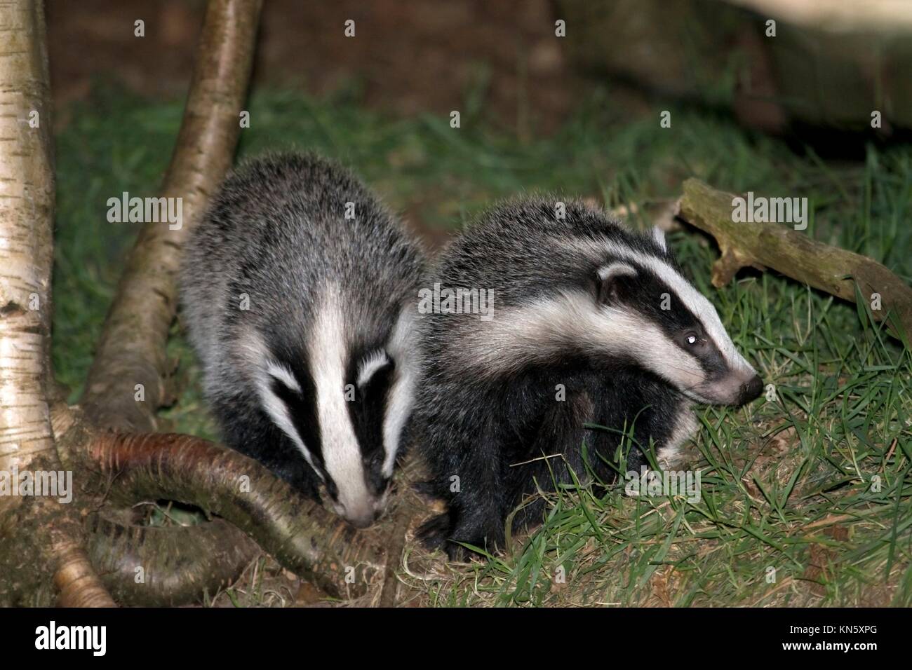 Badgers playing hi-res stock photography and images - Alamy