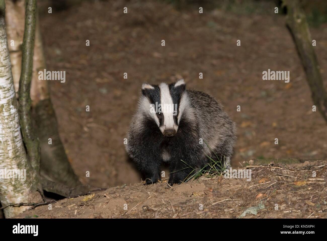 Badger night hi-res stock photography and images - Alamy