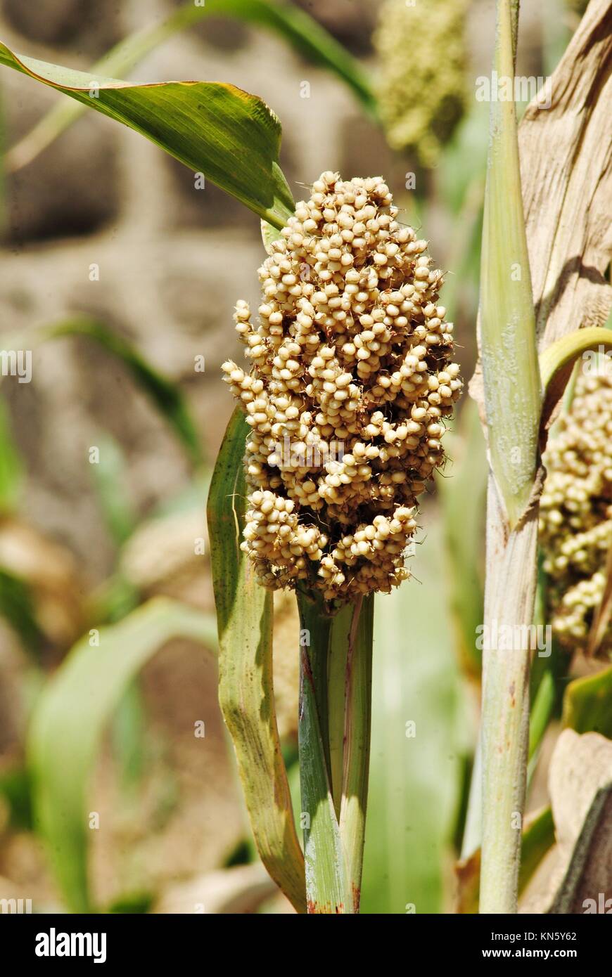 Agriculture jawar hi-res stock photography and images - Alamy