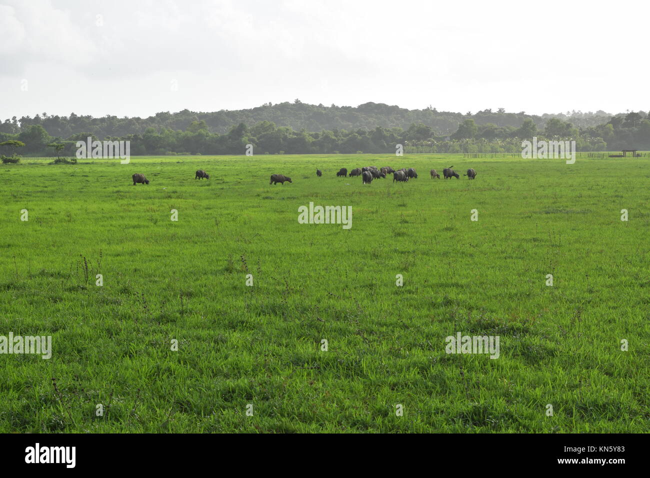 Green farms for farm house or farms for sale photos. Beautiful farms ...