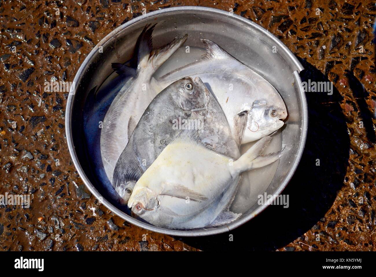 Chanda Fish High Resolution Stock Photography and Images - Alamy