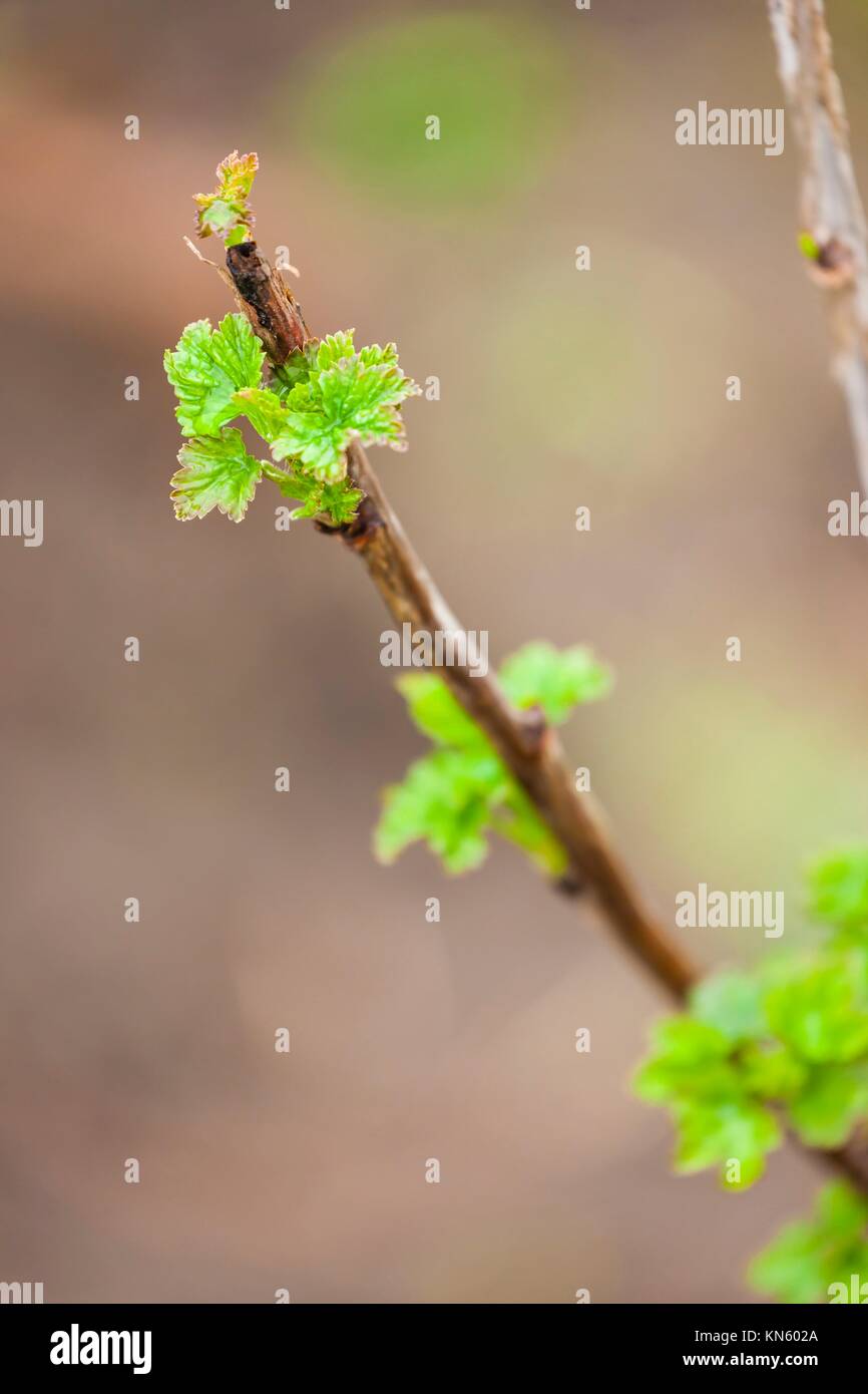 Current leaf hi-res stock photography and images - Alamy