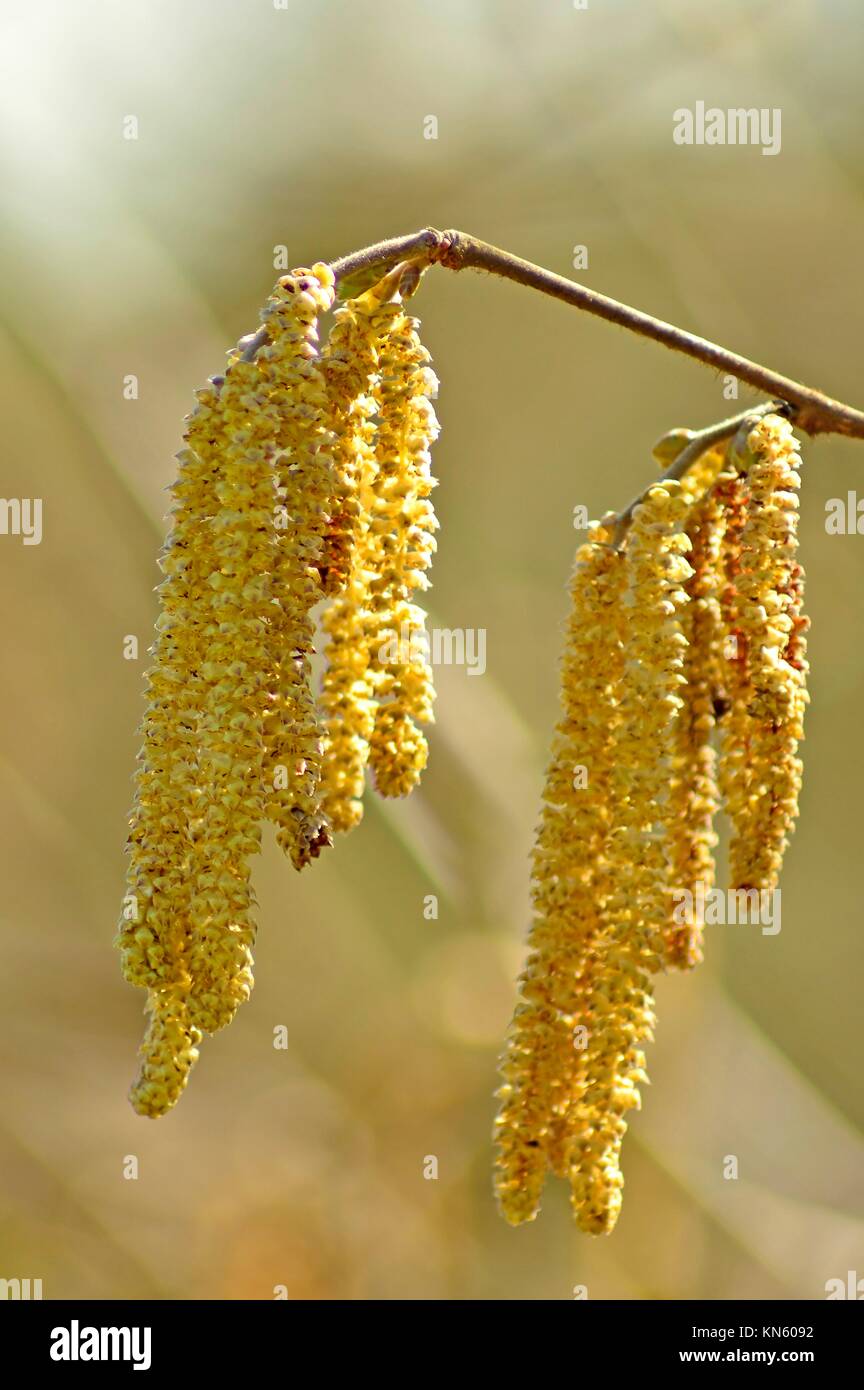 Hazelnut bloom hi-res stock photography and images - Alamy