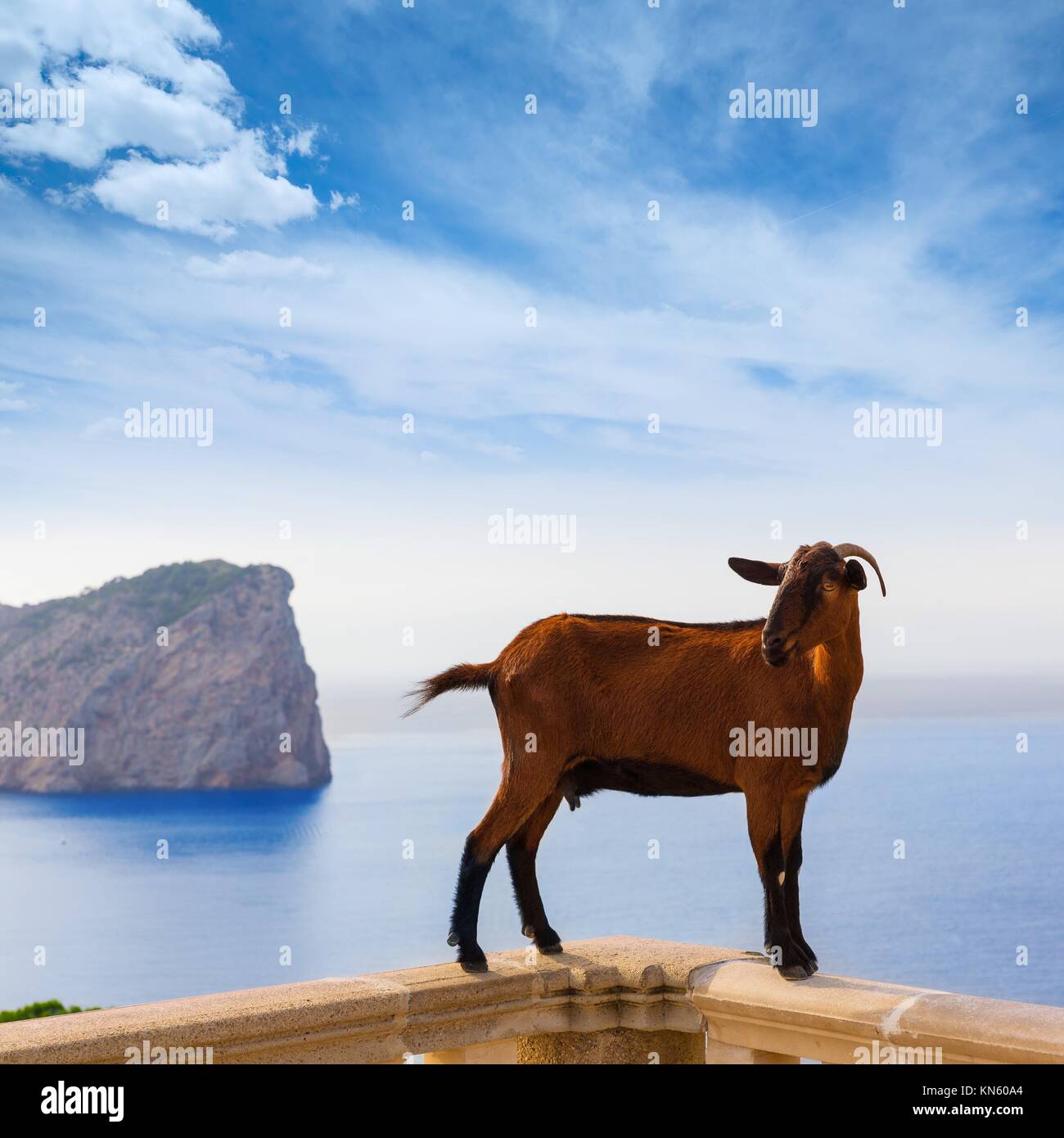 Goat Majorca Balearic Islands Spain High Resolution Stock Photography ...