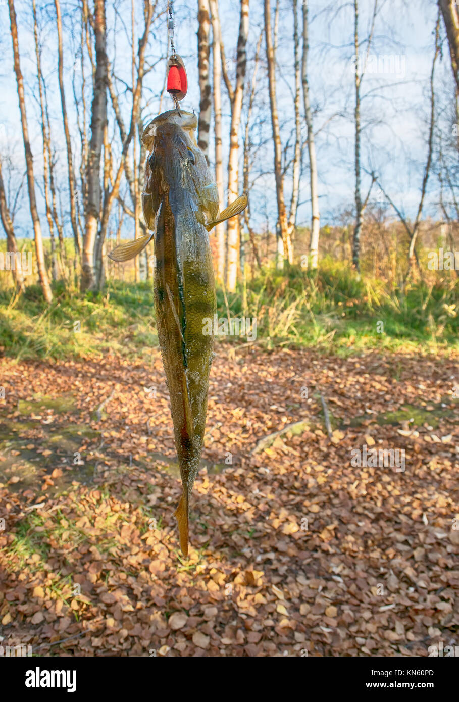 Autumn fishing. Just out of water large perch Stock Photo - Alamy