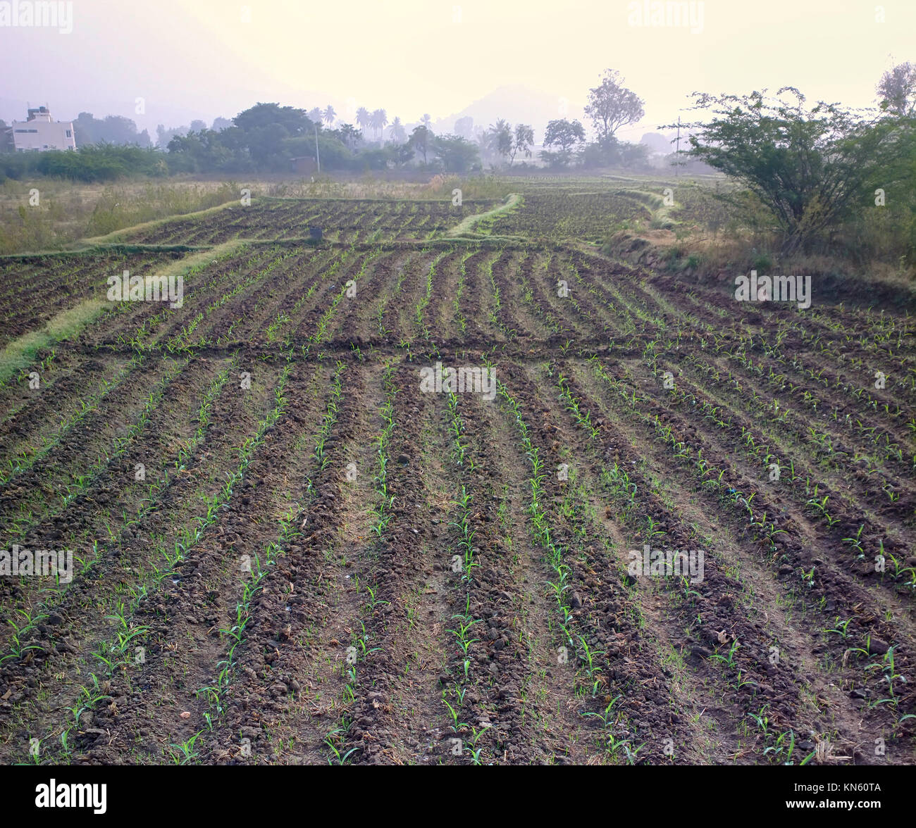 Spring farming in South Asia. Planted with rice checks not yet filled ...