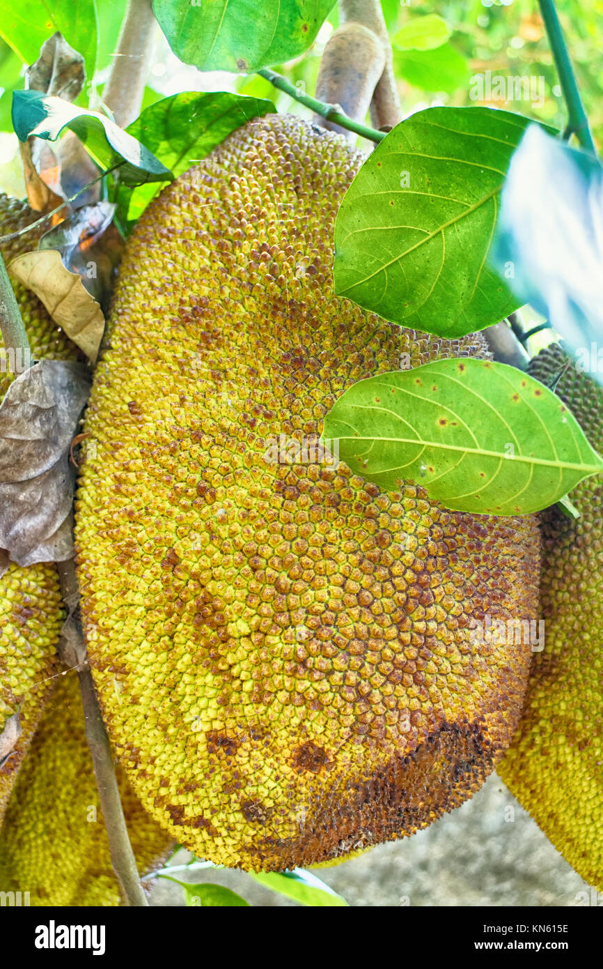 Breadfruit on tree. ripe fruit of tropical gardens Stock Photo - Alamy