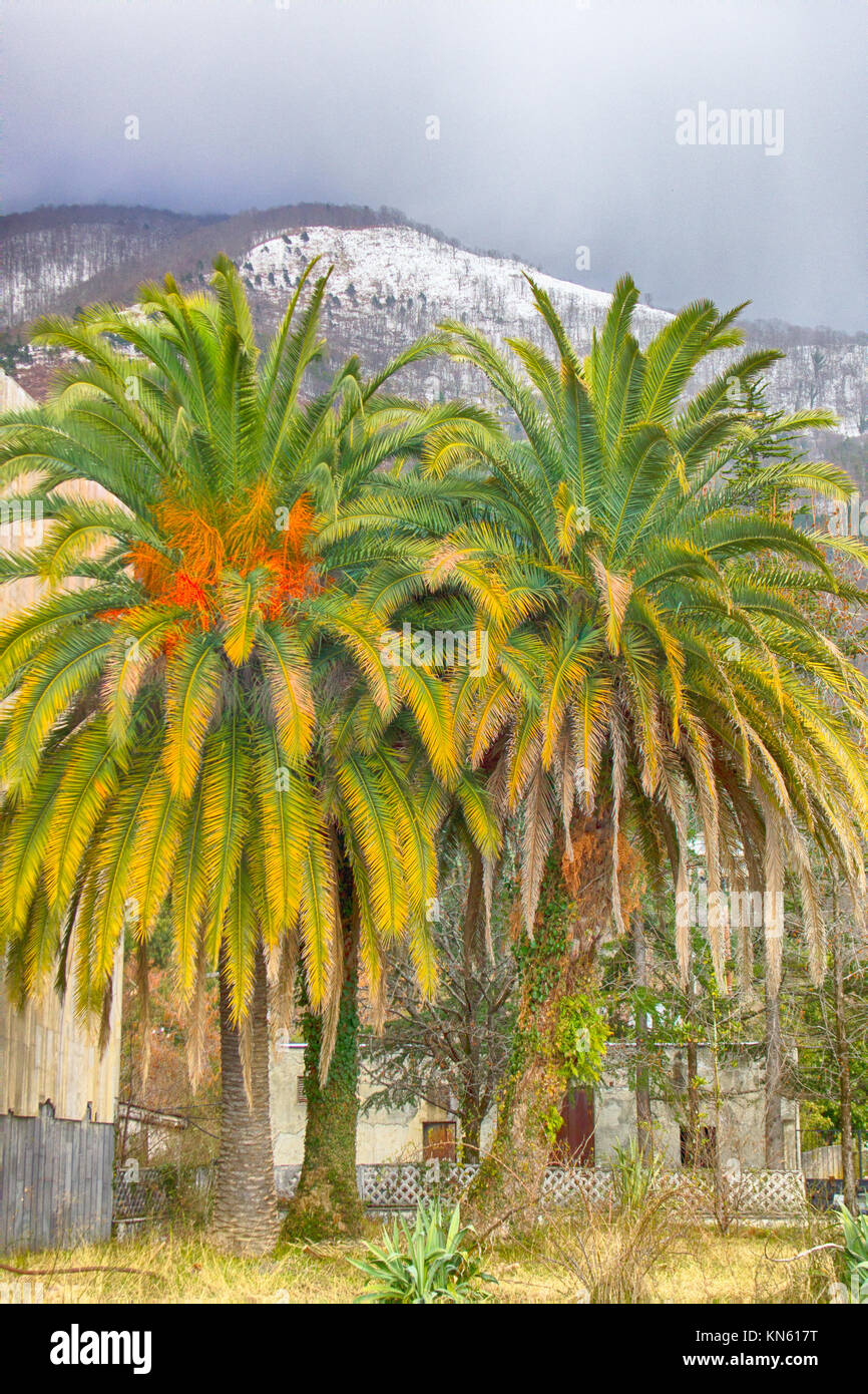 subtropical black sea coast of the Caucasus in winter time. Old palm ...